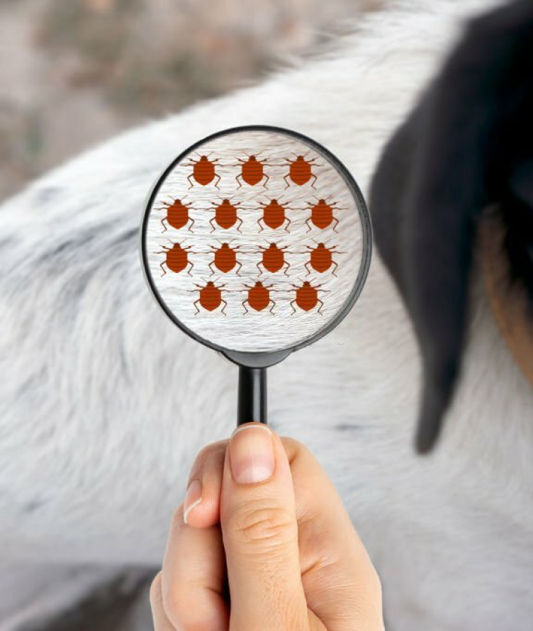 Parasite Control | Burwood & Bay Veterinary Hospital | Quality Pet Care ...